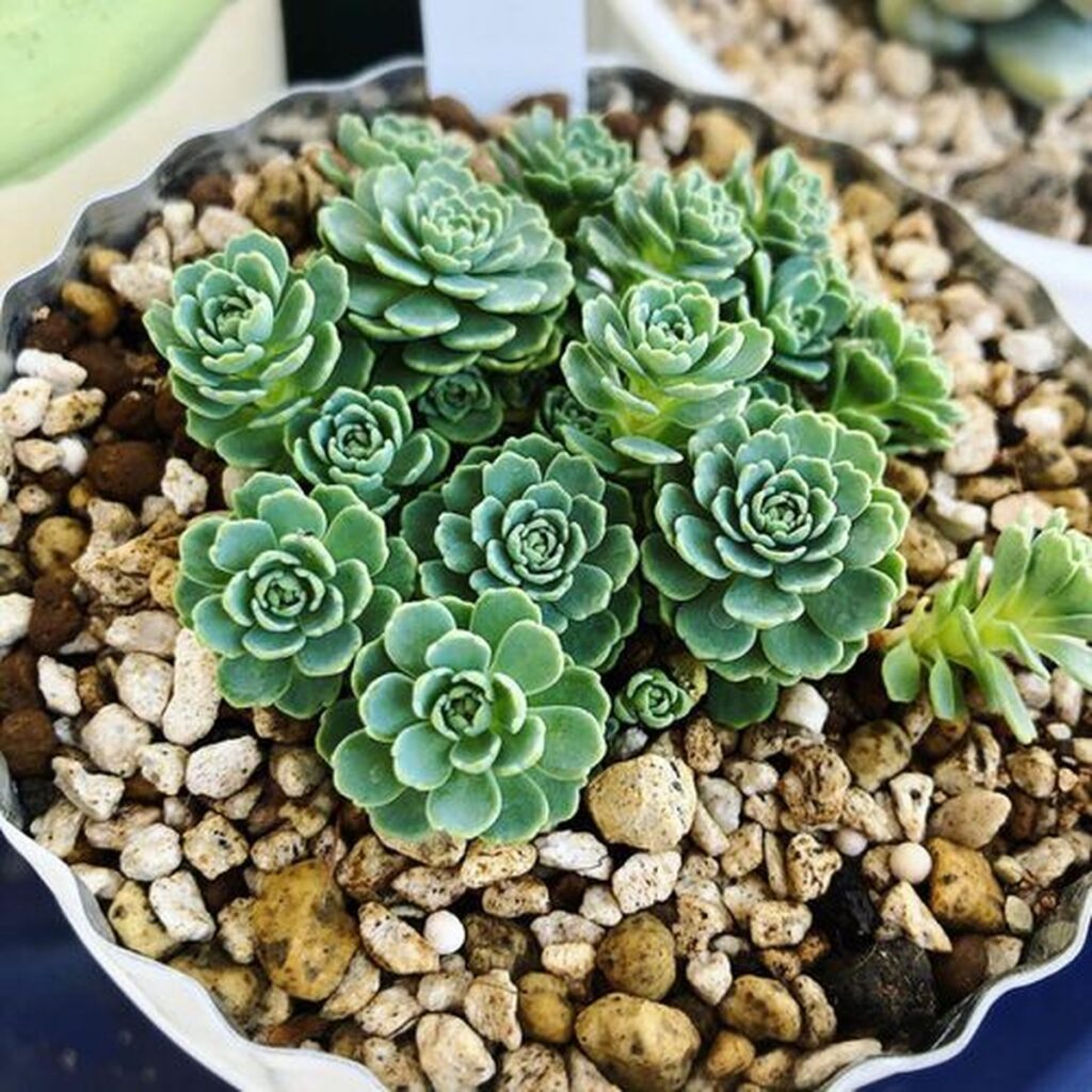 16 Gorgeous Rosette Shaped Succulents That Wow Like Roses