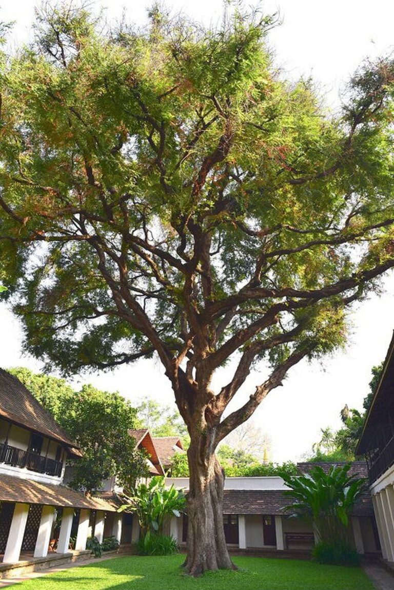 17 Stunning Trees That Look Like Ferns: Nature's Hidden Gems