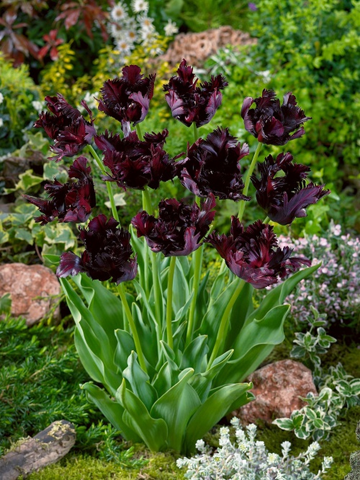 12 Stunning Red and Black Flowers to Brighten Any Garden