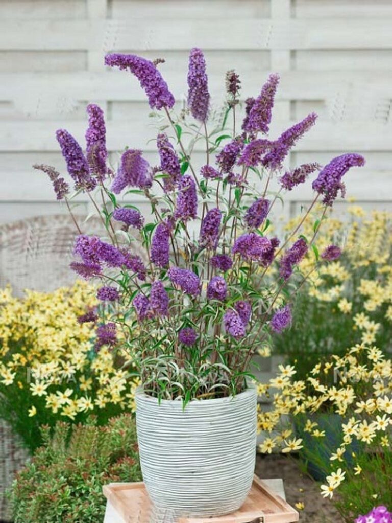 36 Gorgeous Violet Flowers to Brighten Your Garden Today