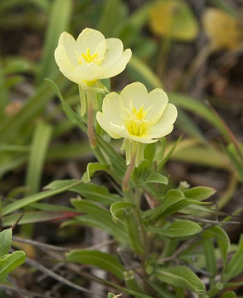 16 Stunning 4 Petal Flowers That'll Brighten Your Garden