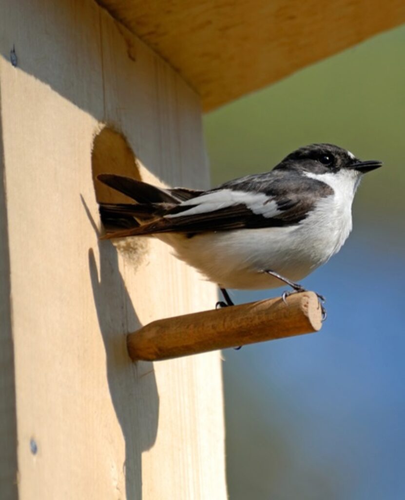 30 Striking Birds with White Stripes on Wings - Nature's Wonders!