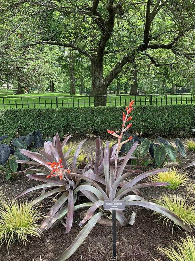 12 Stunning Full Sun Bromeliads That Thrive in Bright Gardens
