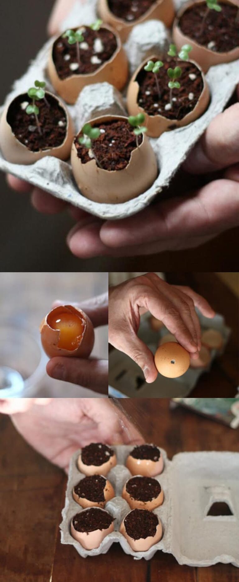 26 Clever DIY Seed Starting Hacks That Save Money and Time