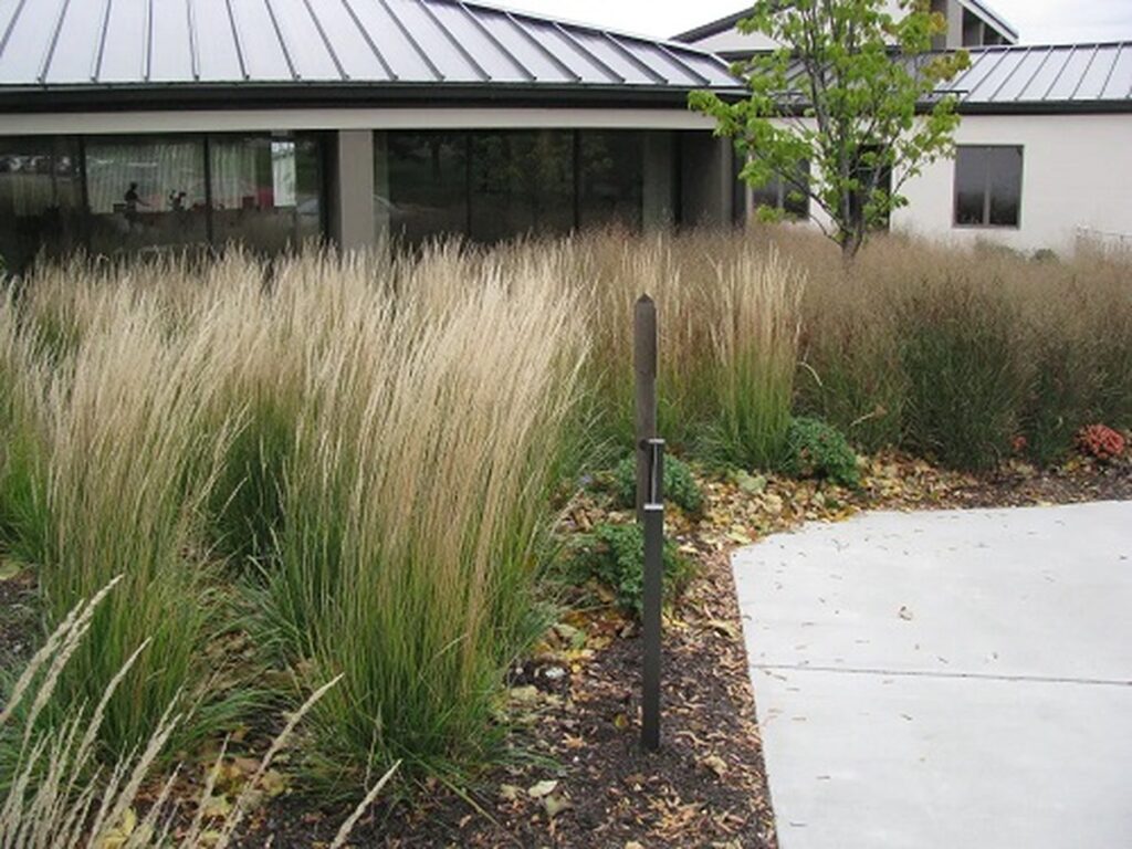 25 Brilliant Tall Grass Privacy Ideas for Your Garden Oasis