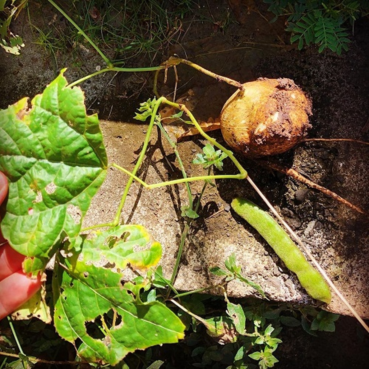 7 Surprising Fruits That Grow Underground - Nature's Hidden Gems