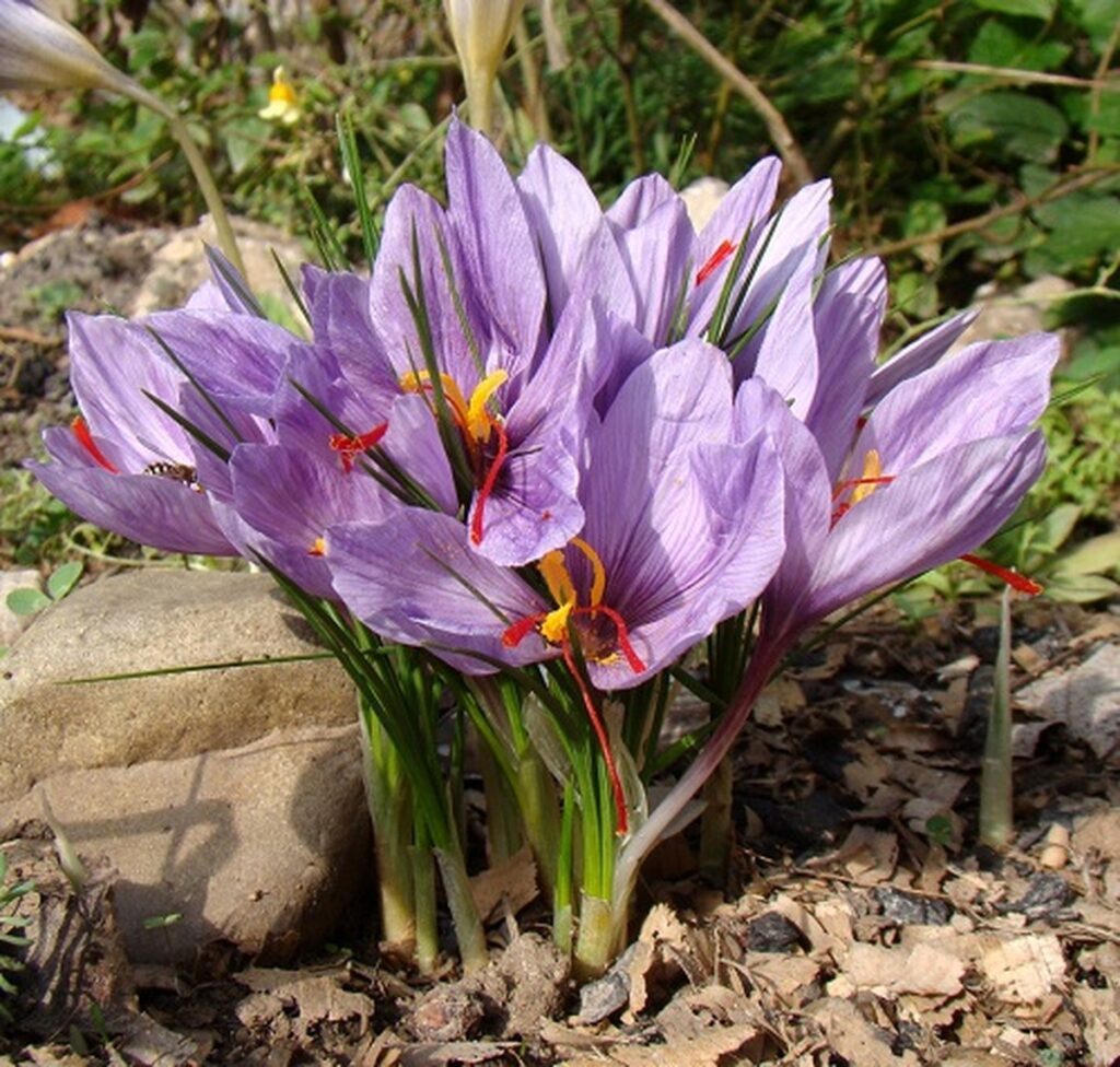 22 Beautiful Greek Flowers to Brighten Your Garden Today
