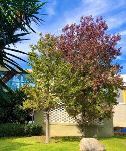 28 Stunning Tall Skinny Trees for Your Perfect Garden Oasis