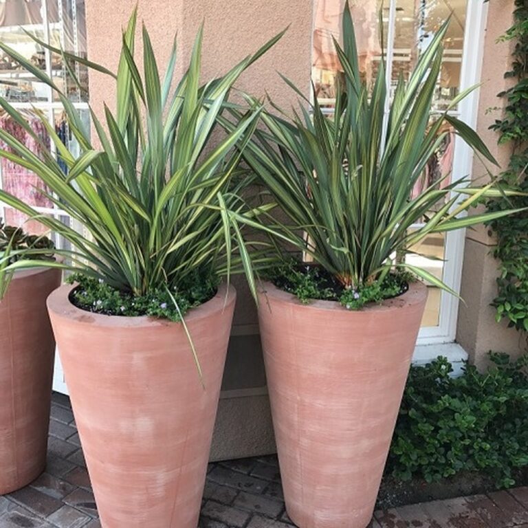 22 Stunning Plants with Sword Shaped Leaves to Freshen Your Space