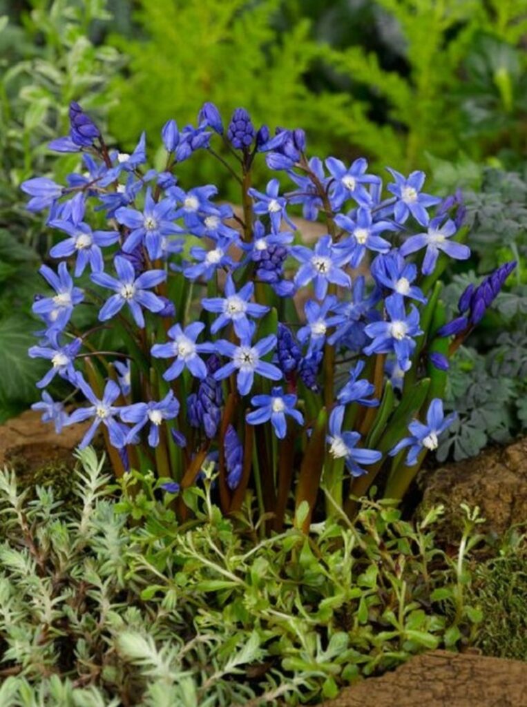 17 Stunning Blue and White Flowers for a Dreamy Garden