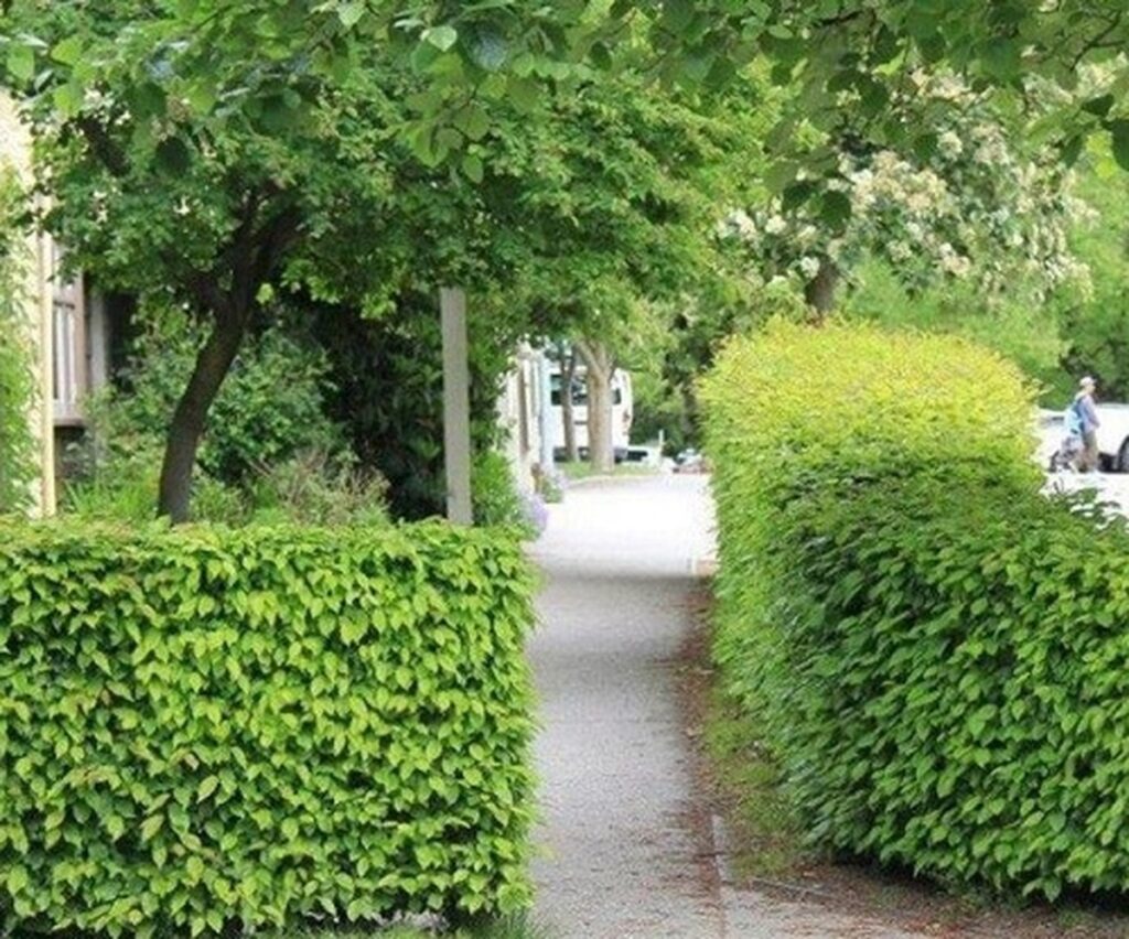 41 Beautiful Plants For Walkways That Charm Visitors