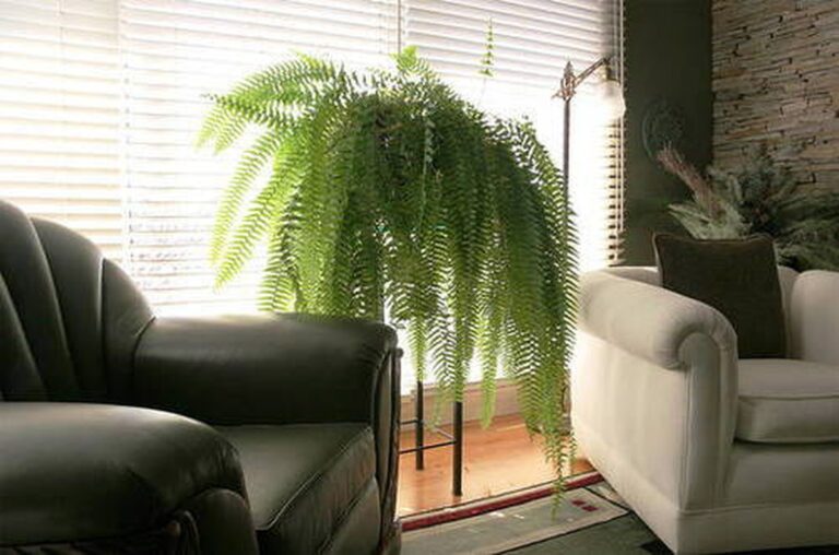 22 Stunning Ways to Decorate Your Home with Big & Lush Ferns