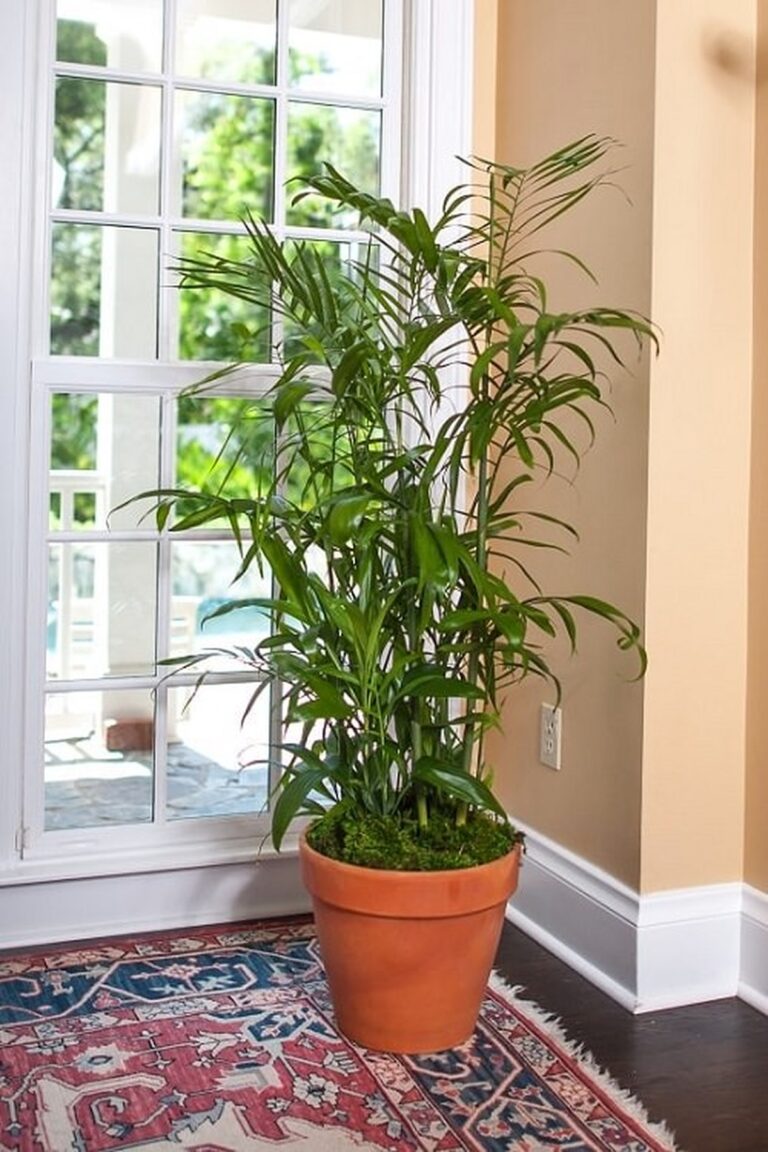 16 Amazing Small Palm Trees That Thrive in Tiny Spaces