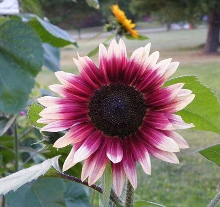 31 Stunning Sunflower Colors That Will Brighten Your Garden