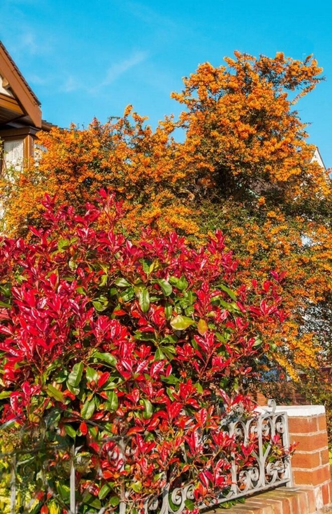 30 Stunning Red Leaf Plant Varieties to Brighten Your Garden