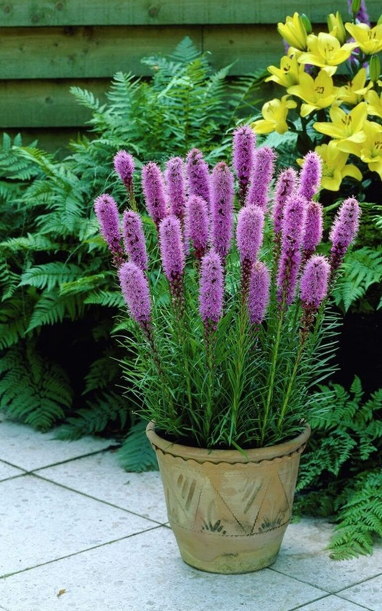 22 Beautiful Cone Shaped Flowers That Brighten Any Garden
