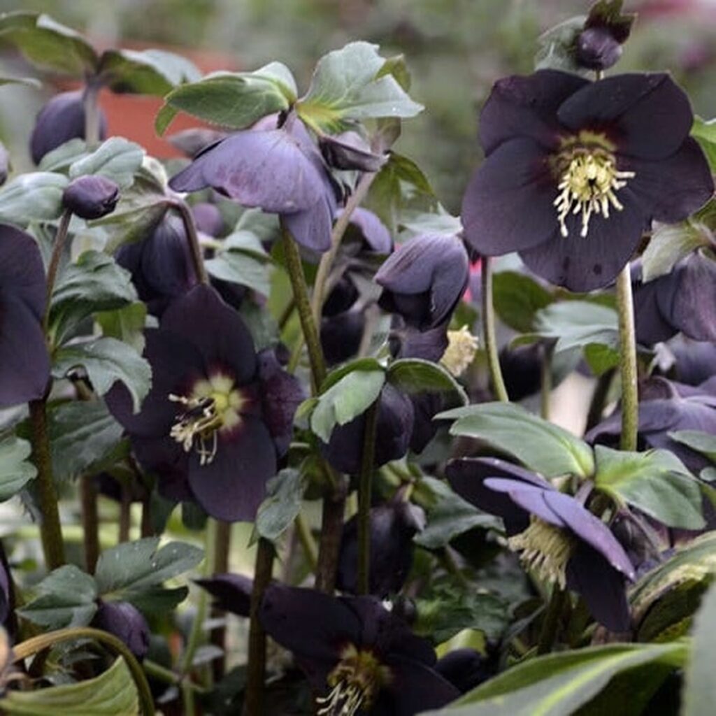 56 Stunning Black Flowers and Plants for a Dramatic Garden