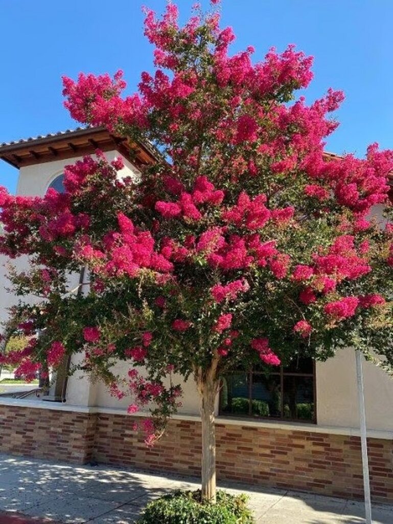 25 Enchanting Trees With Smooth Gray Bark That Stun Year-Round