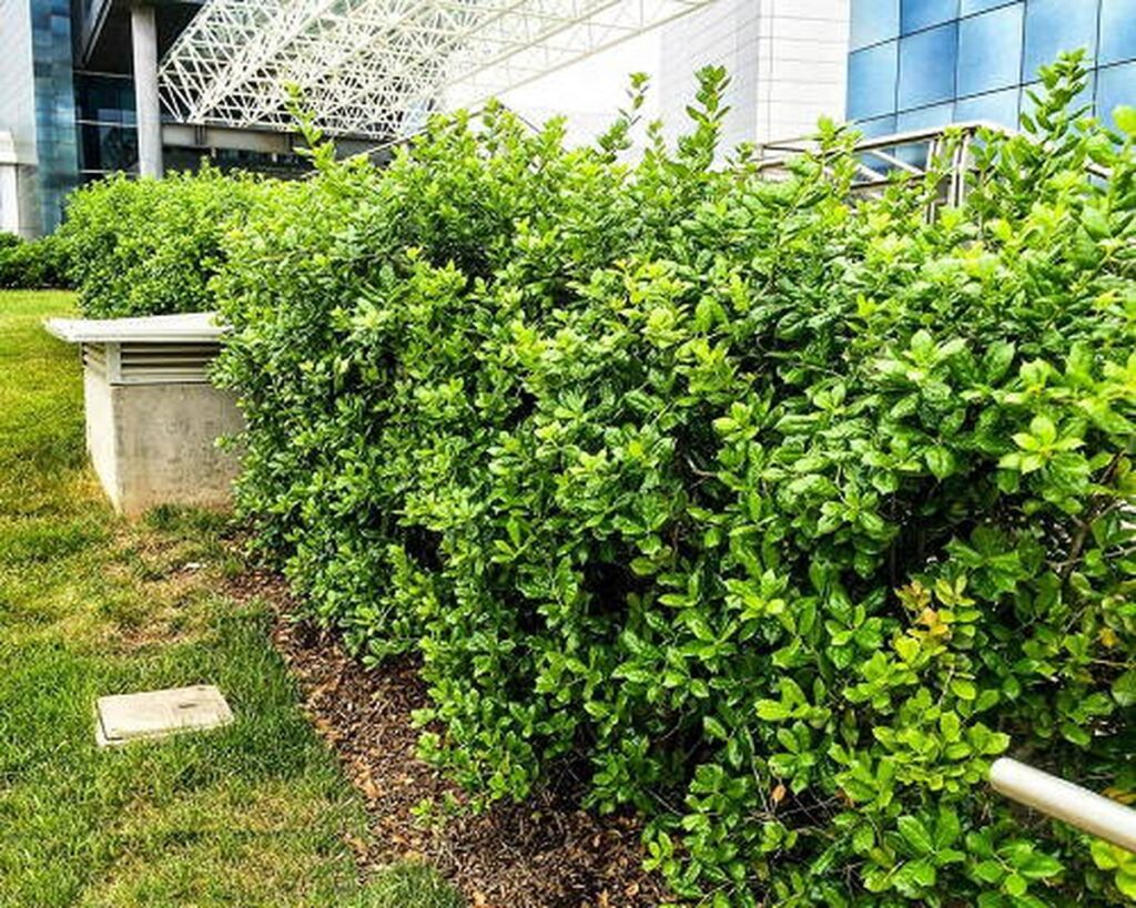 14 Stunning 5-6 Foot Evergreen Shrubs For Privacy Screens