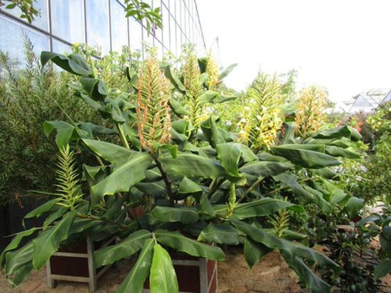 19 Gorgeous Types of Ginger Plants for Your Garden Paradise
