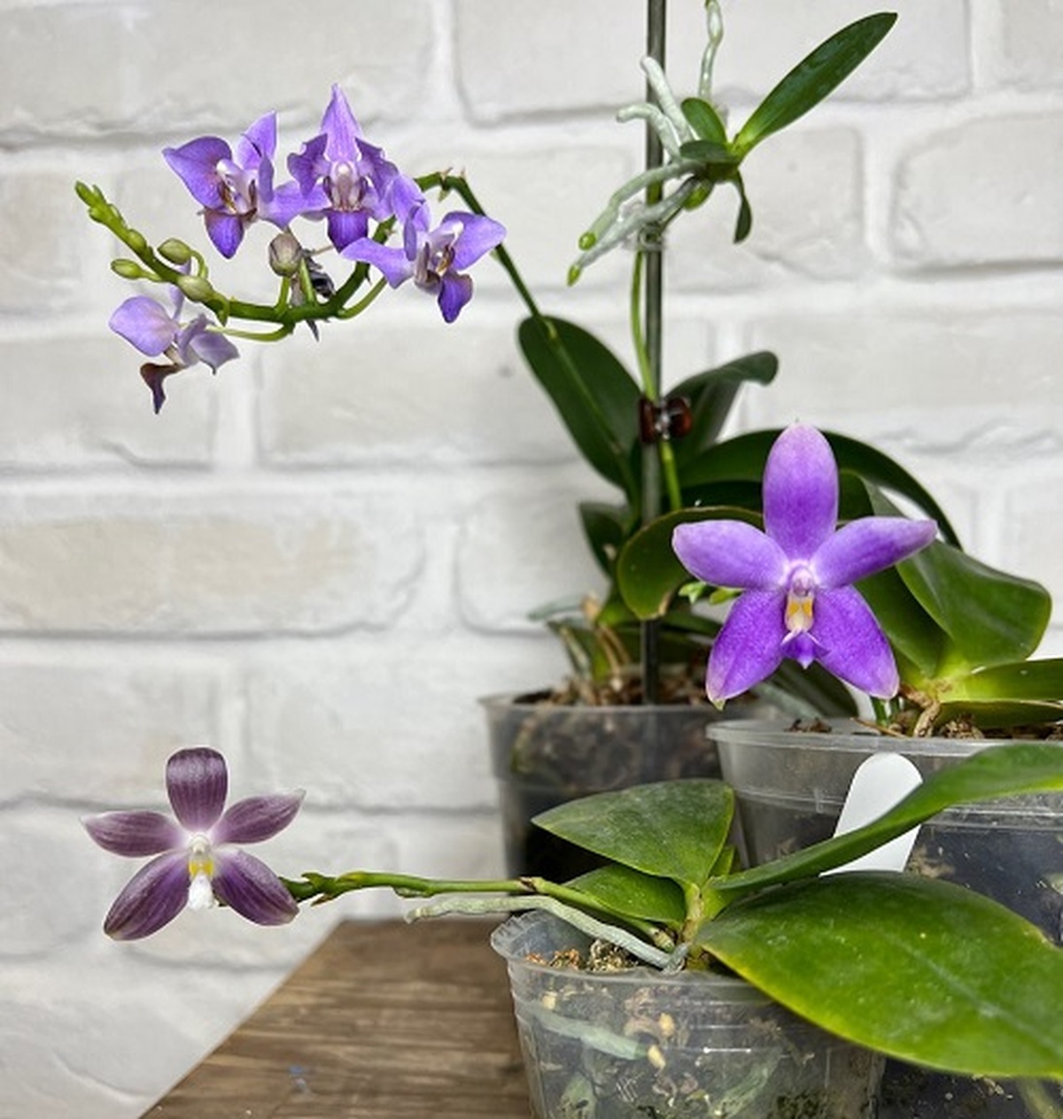 12 Popular Types of Blue Orchids with Meaning