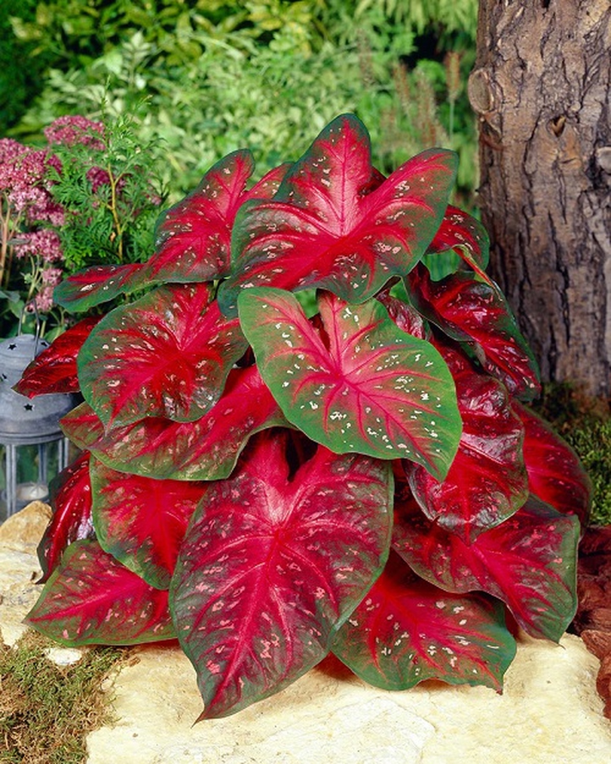 14 Stunning Big Leaf Caladium Varieties for Your Garden