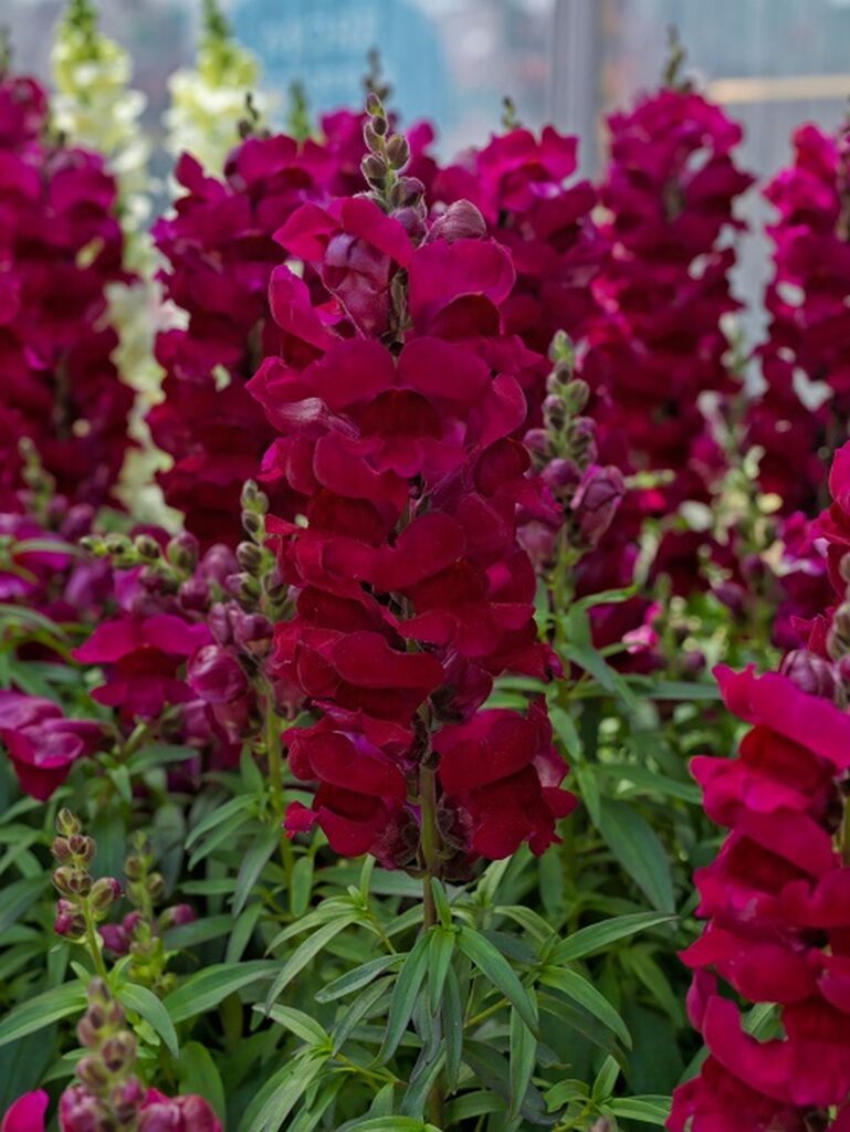 20 Enchanting Maroon Flowers That Beautify Any Garden