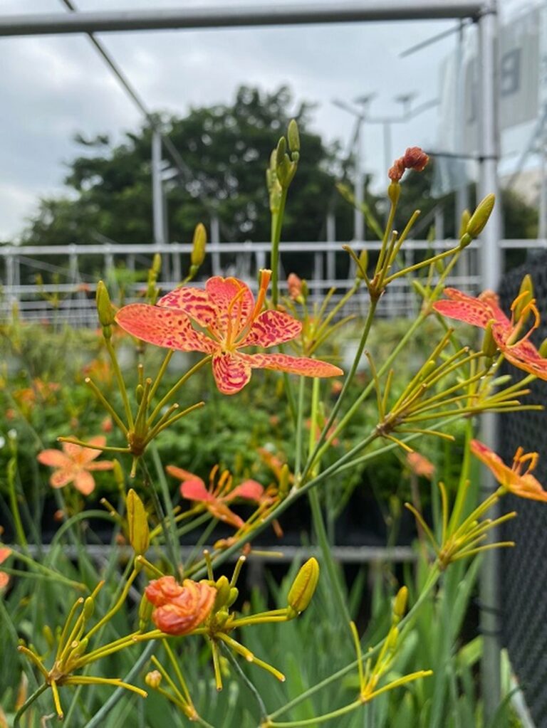 25 Dazzling Perennials with Orange Flowers to Brighten Your Garden