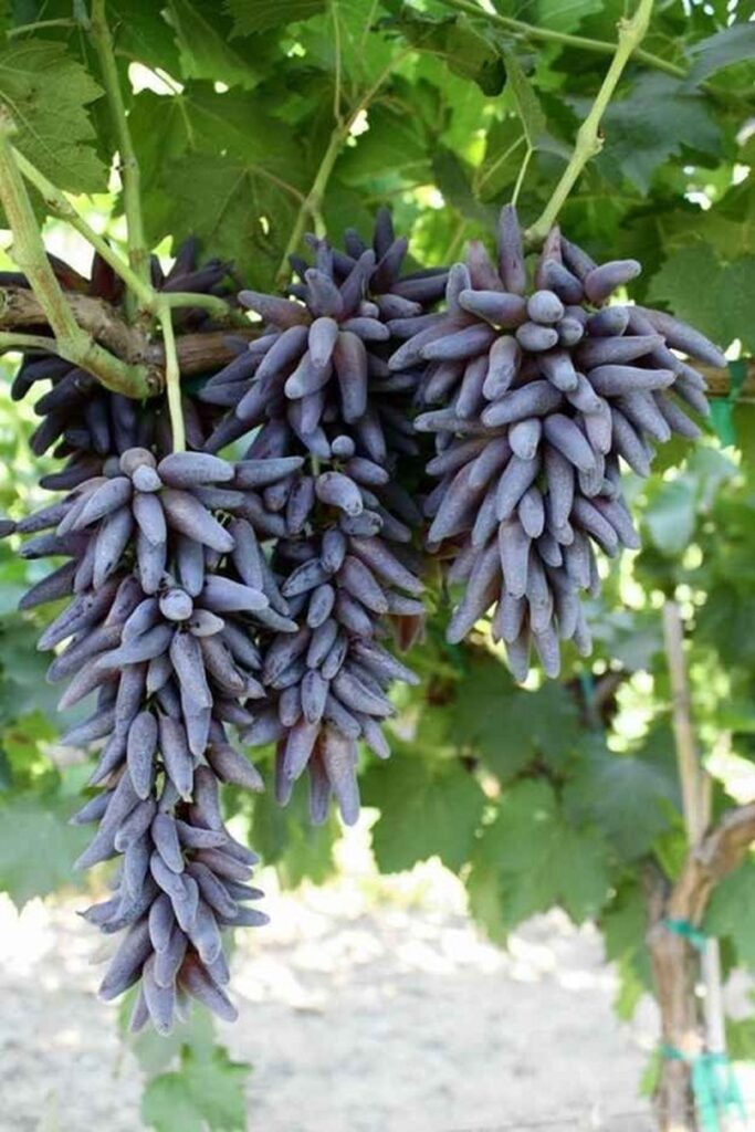 19 Most Fascinating Strange Fruits Around the World