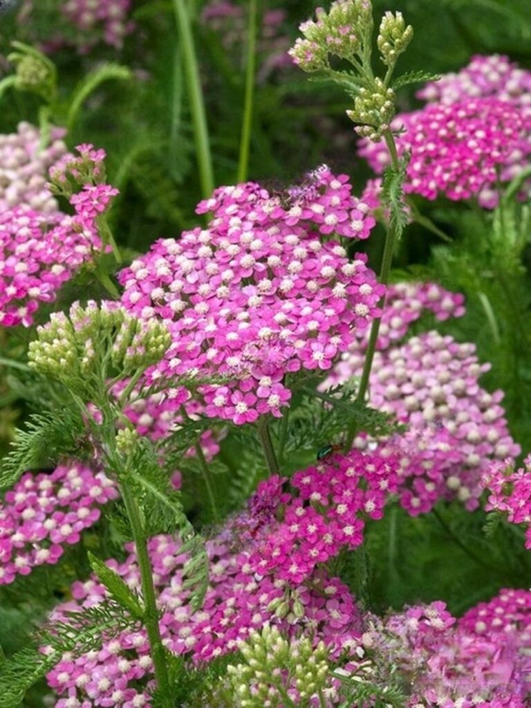 41 Stunning Magenta Flowers That Brighten Any Garden