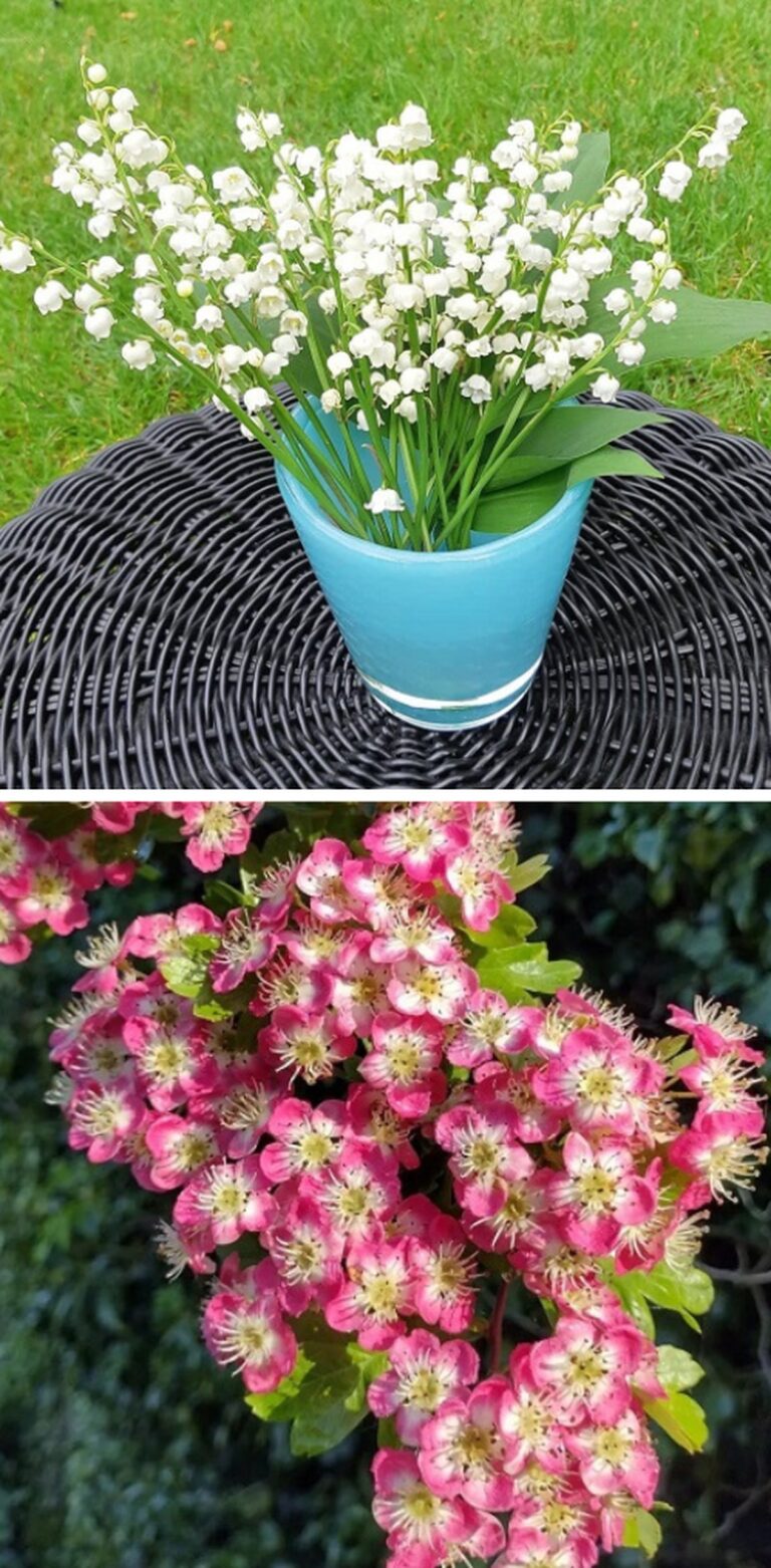 12 Beautiful Birth Month Flowers: Discover Their Meaningful Symbolism