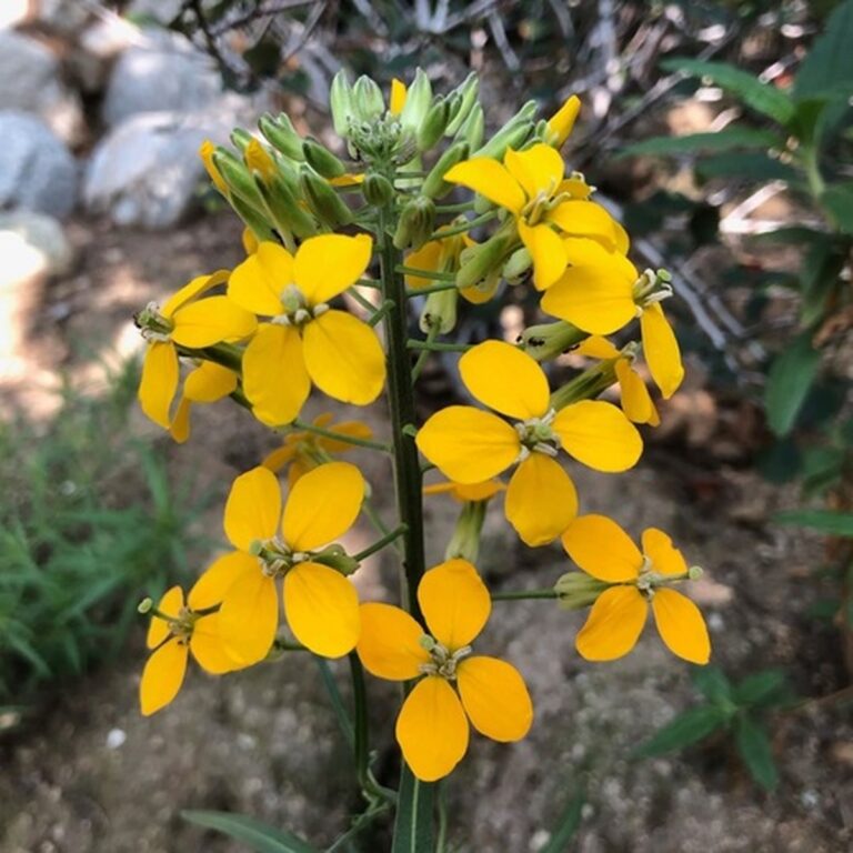 11 Cheerful Yellow Flowers With Four Petals to Brighten Your Day