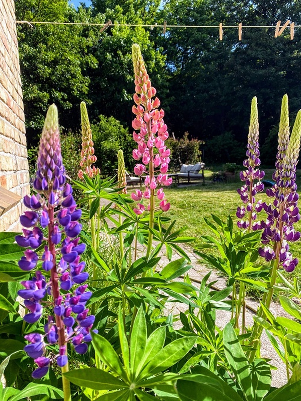 8 Deadly Poisonous Plants in Pea Family That Can Be Fatal