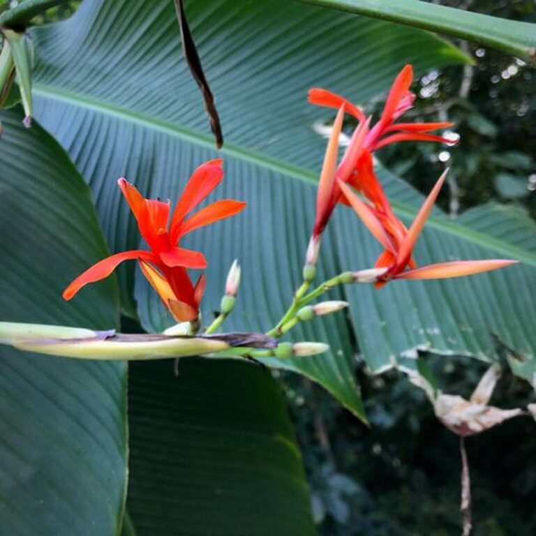 30 Stunning Types of Canna Lily Varieties for Garden Paradise
