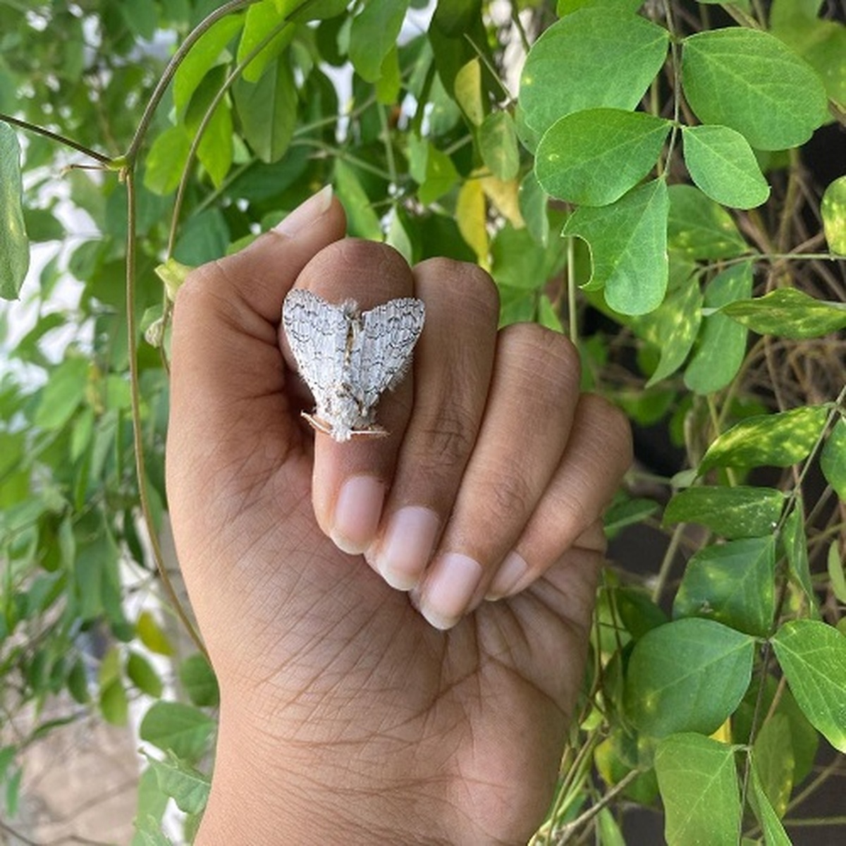 Fascinating White Moth Meanings and Symbolism to Discover