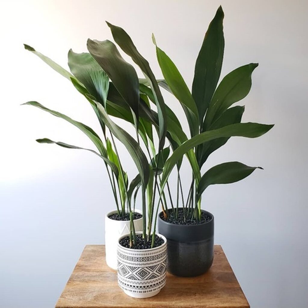 20 Beautiful Types of Cast Iron Plant Varieties