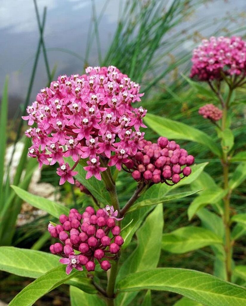 16 Eye-Catching Swamp Flowers That Thrive in Bogs and Marshes