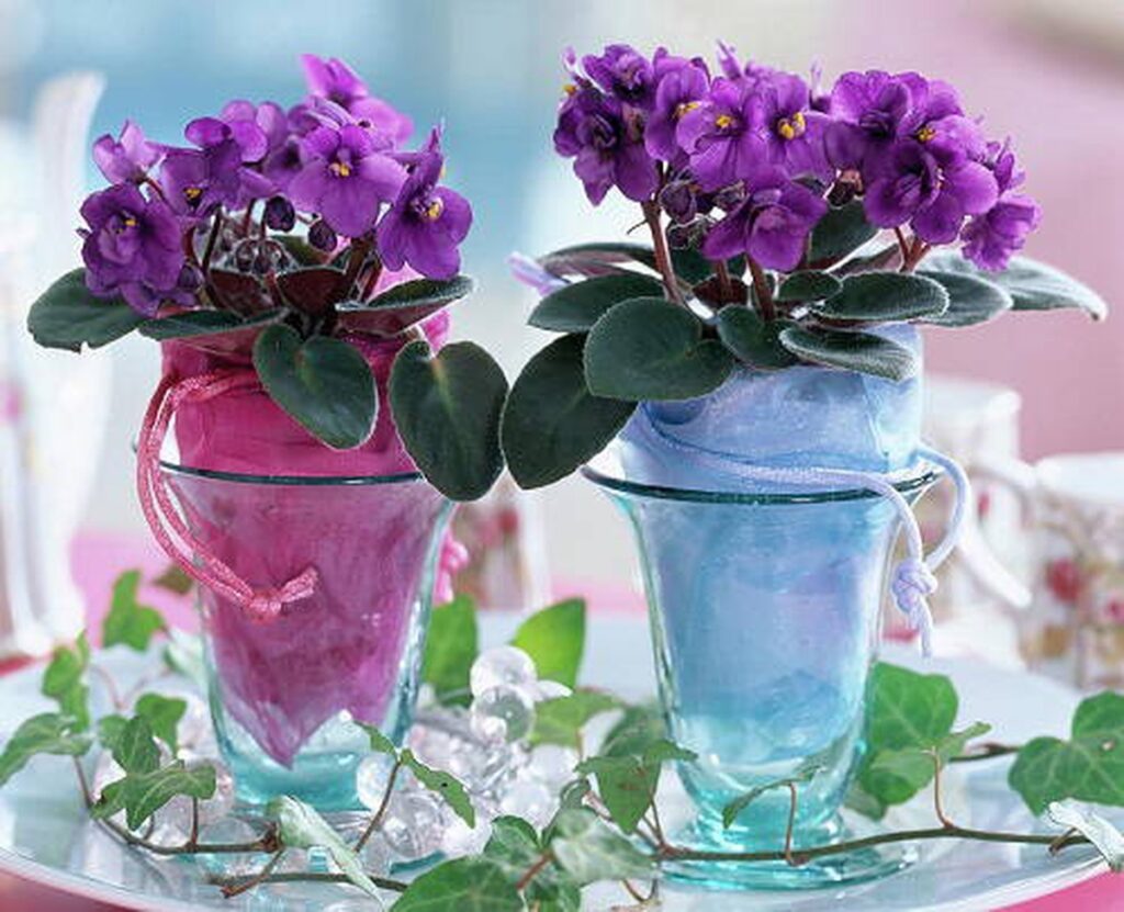 29 Charming African Violets Display Ideas for Your Home