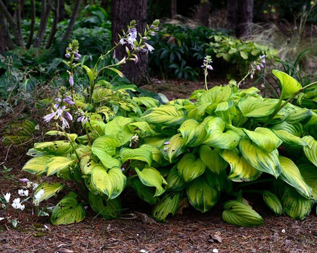 25 Stunning Purple Hostas To Brighten Your Garden Space