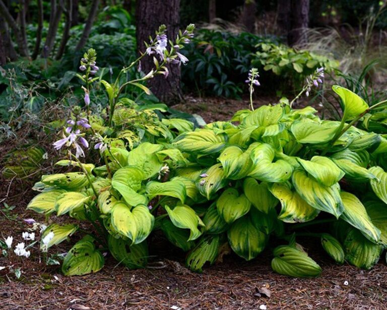 25 Stunning Purple Hostas To Brighten Your Garden Space