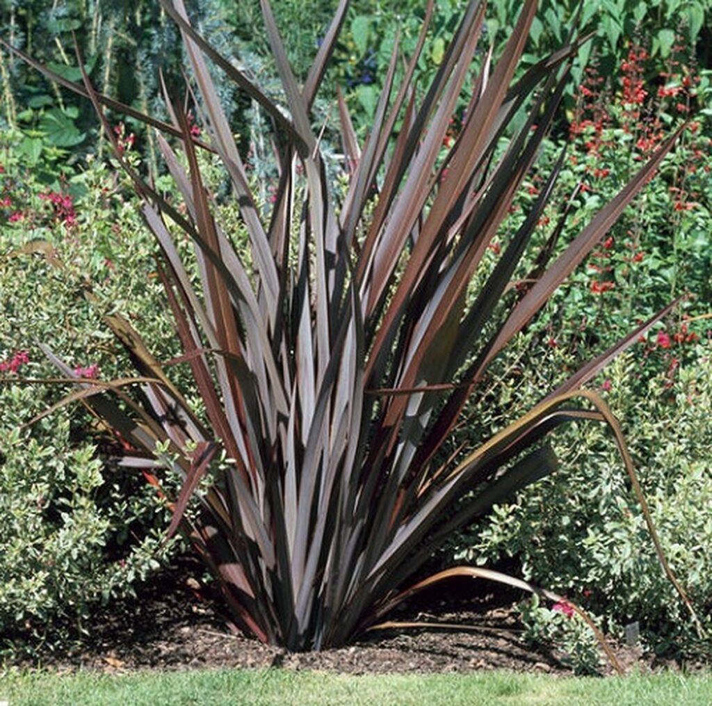 18 Stunning New Zealand Flax Varieties That Brighten Any Garden