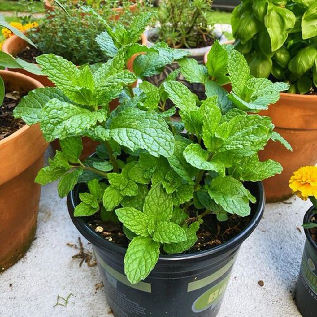 14 Amazing Smokable Plants That Aren't Weed or Tobacco