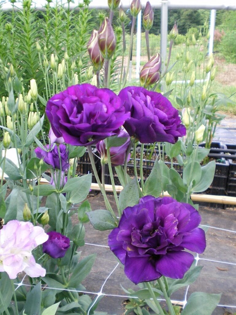 22 Stunning Types of Lisianthus Varieties to Brighten Your Garden