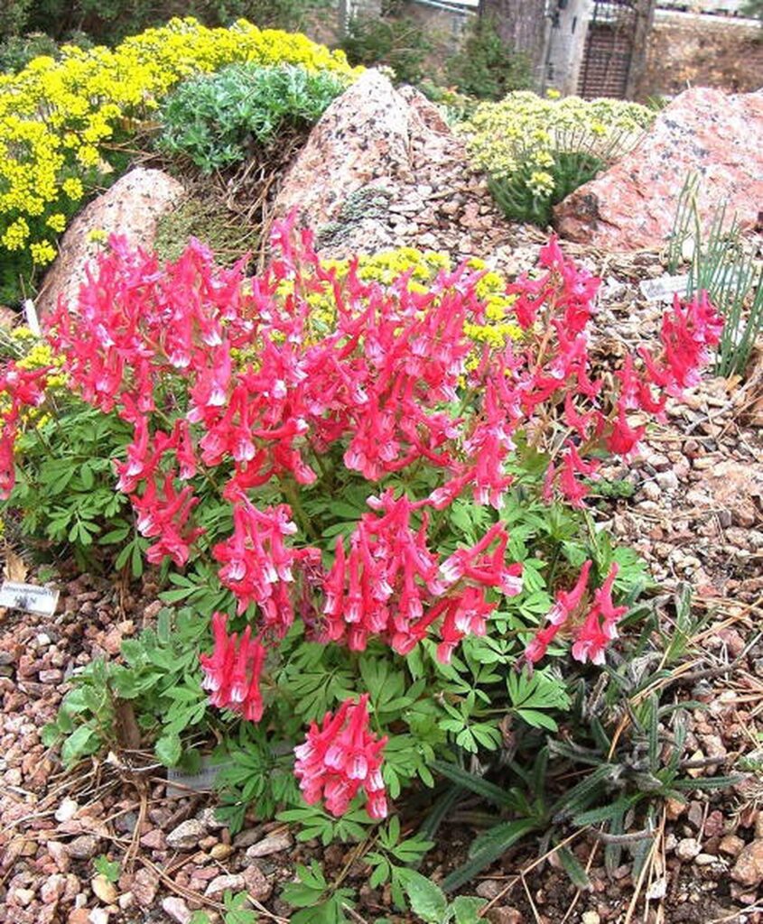 29 Stunning Pink Flowering Bushes That Brighten Any Garden