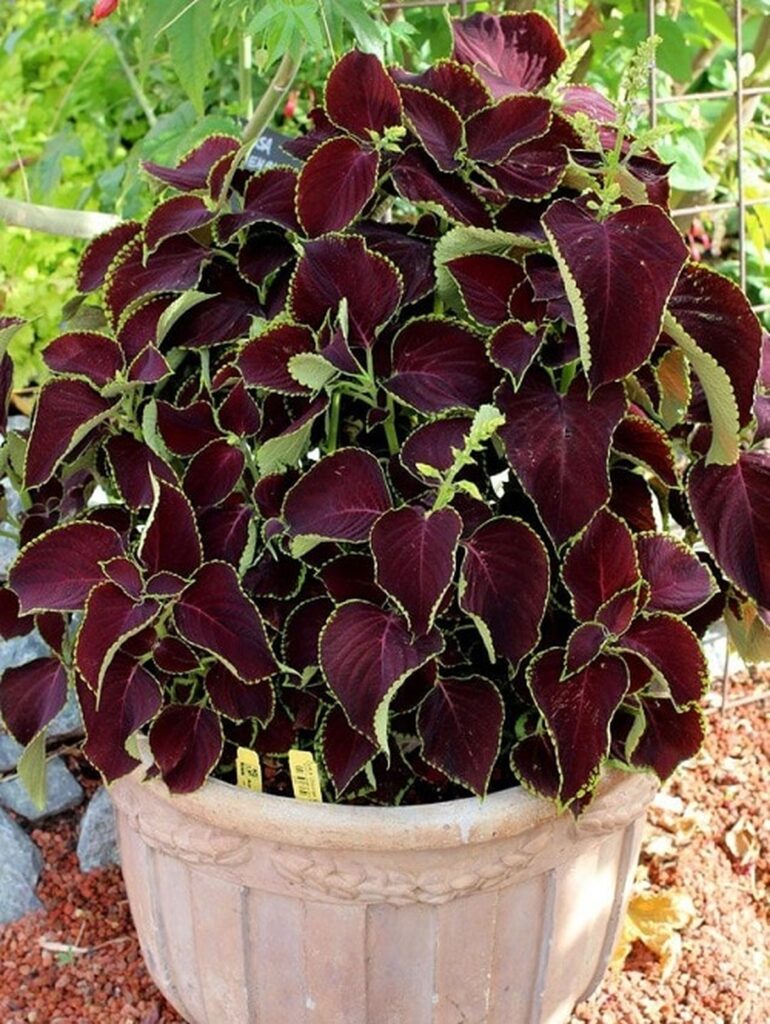 30 Gorgeous Coleus Varieties That Brighten Any Garden Space