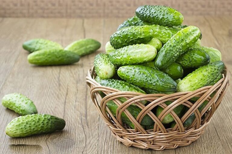 20 Delightful Mini Cucumber Varieties for Your Garden Delight