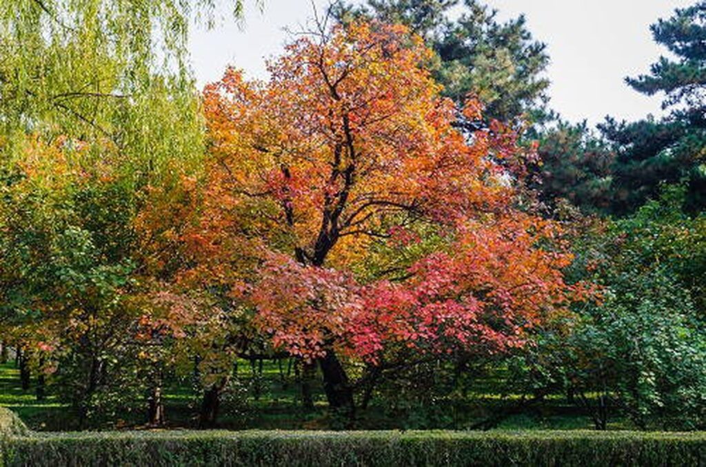 19 Stunning Trees with Yellow Foliage That Brighten Fall