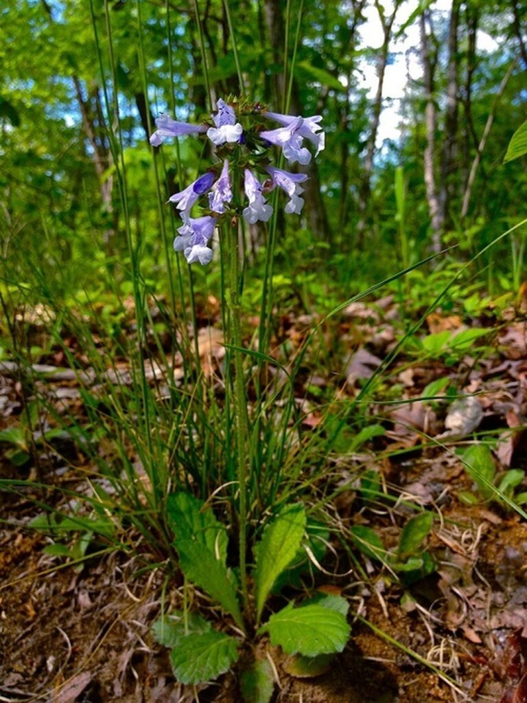30 Stunning Weeds with Blue Flowers That Brighten Any Garden