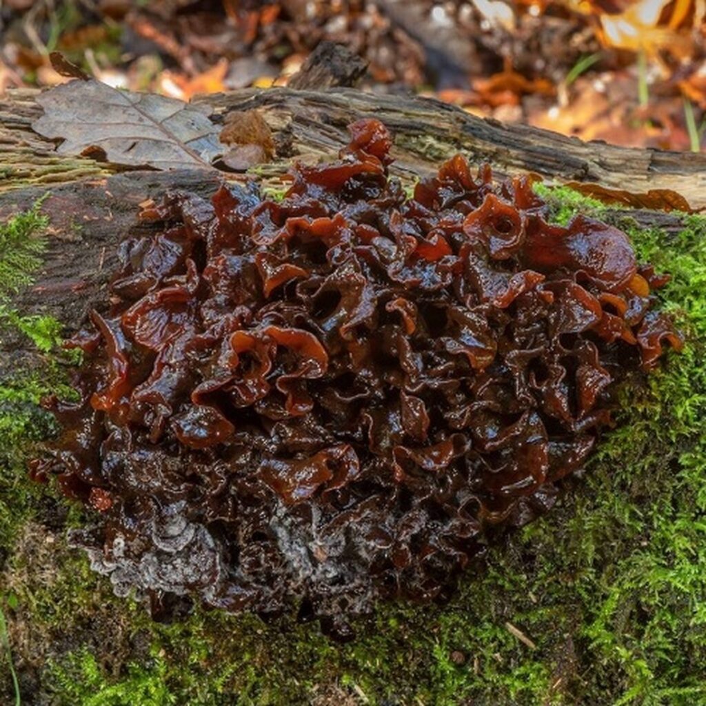 19 Exotic Plants That Look Like Brain