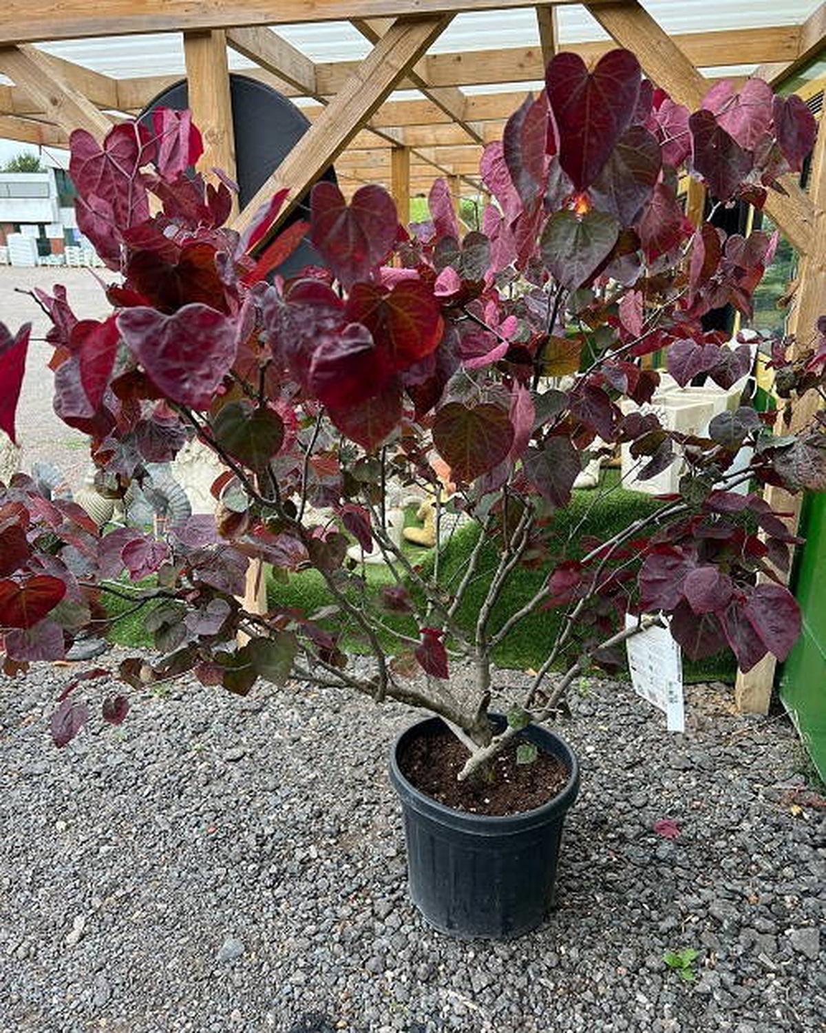 15 Beautiful Trees with Heart Shaped Leaves to Fall in Love With